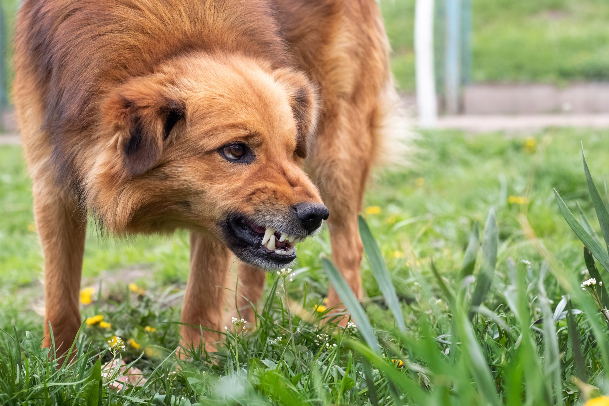 What Should I Do After a Dog Bite Injury? | Brassfield & Krueger | Dog ...